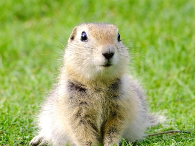 Prairie Dogs | PetMD