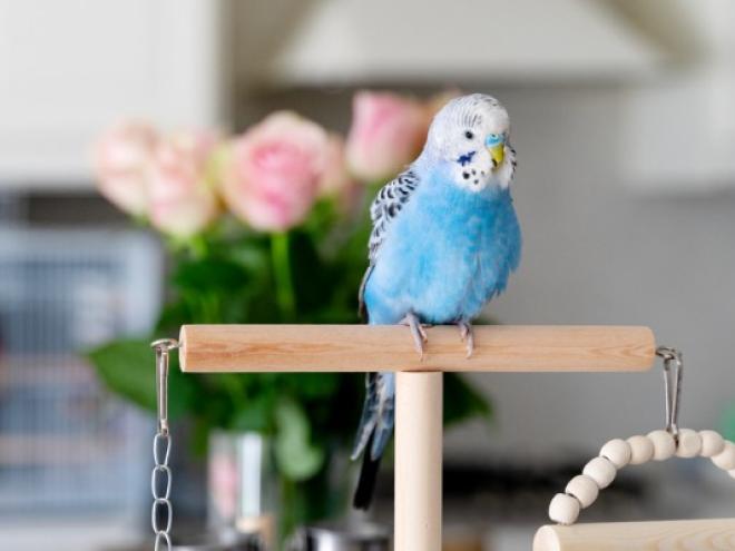 Birds - Page 12 | PetMD