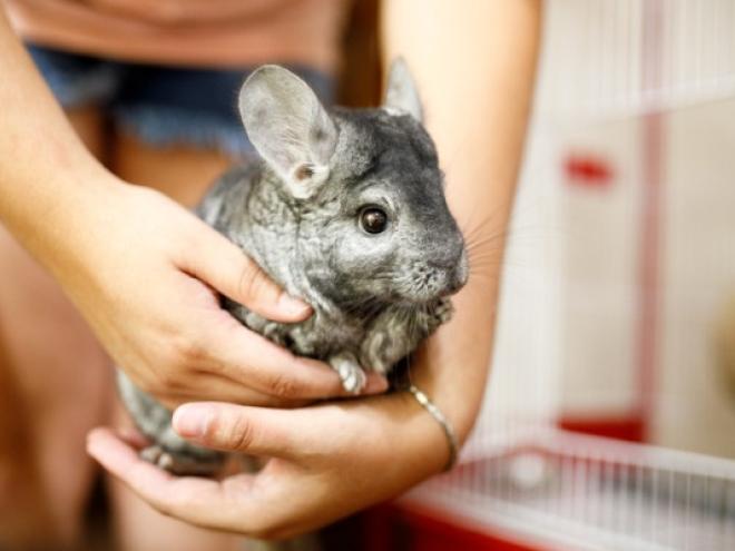 Chinchilla | PetMD