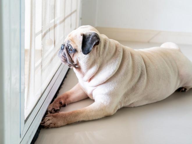 Calming in Dogs | PetMD