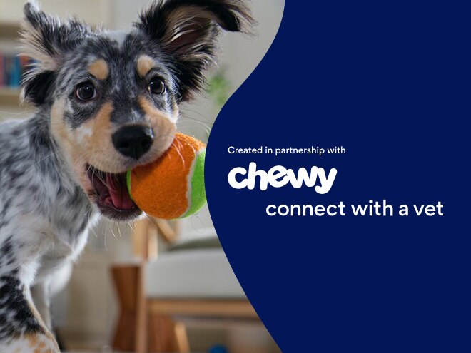 New Dog Care | PetMD