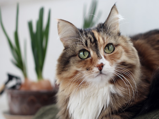 Adult Cat Care | PetMD
