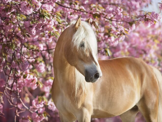 Horse Vaccines | PetMD