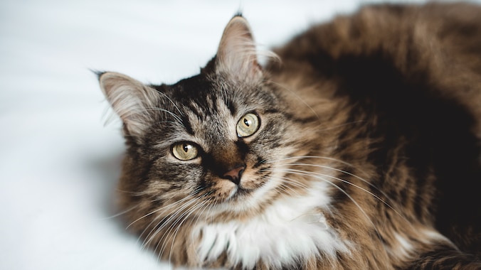 Adult Cat Care | PetMD