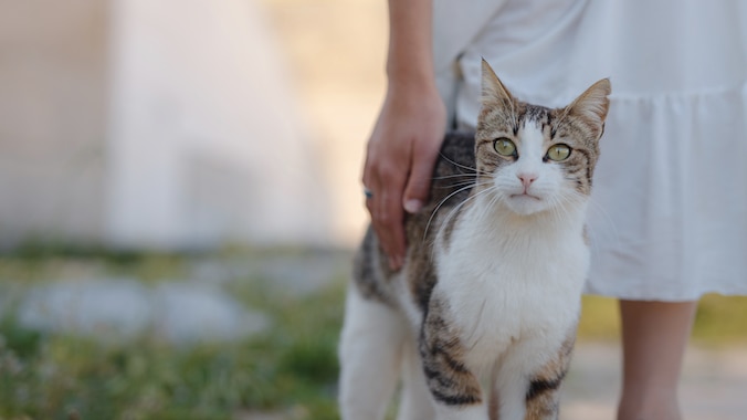 The Best Pet Health & Care Advice from Real Vets | PetMD