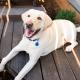 10 Summer Dog Walking Tips | PetMD