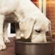 Venison for Dogs | Benefits of Venison for Dogs | PetMD
