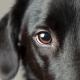 Red Eyes in Dogs | PetMD