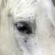 Warts in Horses | PetMD