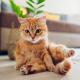 Pillow Foot (Pododermatitis) in Cats | PetMD