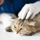 Parasitic Blood Infection in Cats | PetMD