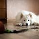 Bleach Poisoning in Pets: What You Should Know | PetMD