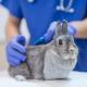 Myxomatosis in Rabbits | PetMD