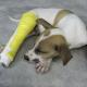 First Aid for a Dog's Broken Nail | PetMD