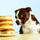 What Vegetables Can Dogs Eat? | PetMD