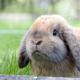 Gastrointestinal (GI) Stasis in Rabbits | PetMD