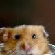 How to Give Your Hamster a Bath | PetMD