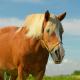Summer Sores in Horses | PetMD