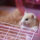 How Long Do Hamsters Live? | PetMD