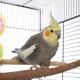 All About Cockatiels | PetMD