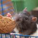Ringtail in Rats | PetMD