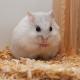 How Long Do Hamsters Live? | PetMD