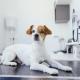 Trazodone for Dogs | PetMD