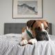 Pet Safety Tips for Pet-Proofing Your Home | PetMD