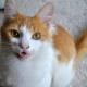 Mouth Ulcers in Cats | PetMD