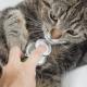 Bacterial Skin Infections (Pyoderma) in Cats | PetMD