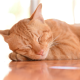 Inguinal Hernia in Cats: Causes and How To Treat It | PetMD