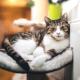 Radioiodine Treatment for Hyperthyroidism in Cats | PetMD