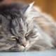 How Do Cats Sweat? | PetMD