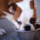 Lead Poisoning in Dogs | PetMD