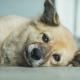 Drug Poisoning in Dogs | PetMD