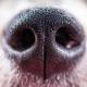 8 Dog Nose Facts You Probably Didn’t Know | PetMD