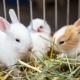 How to Get Rid of Fleas on Rabbits | PetMD