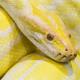 Choosing Pet Reptiles | PetMD