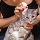 Is Marijuana Bad for Cats? | PetMD