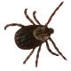10 Facts about Ticks | PetMD