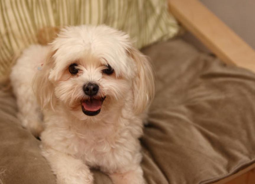 5 Common Health Issues for Small Dogs | PetMD