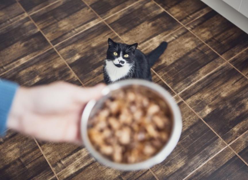 Cat Nutrition: Guide to Cat Food Nutrients | PetMD