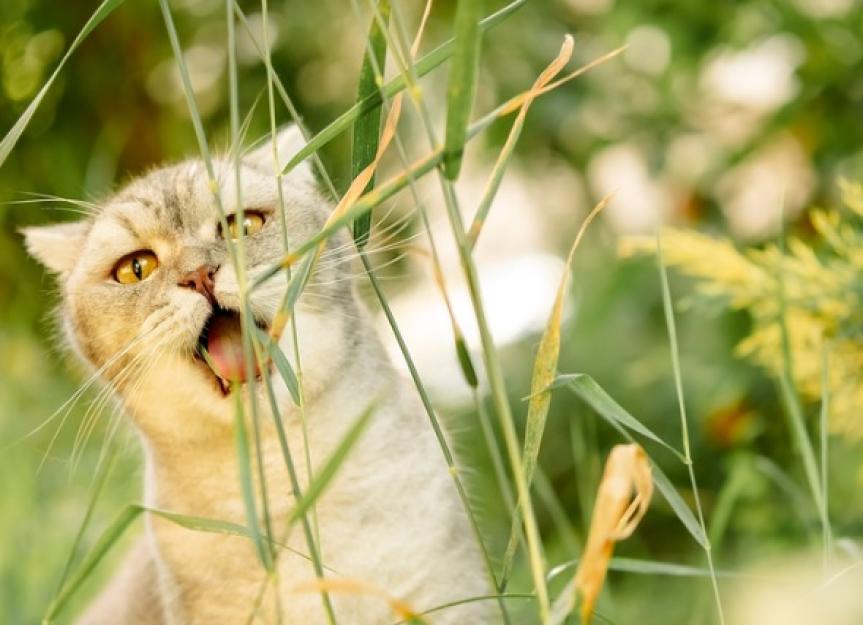 Do Cats Burp? | PetMD