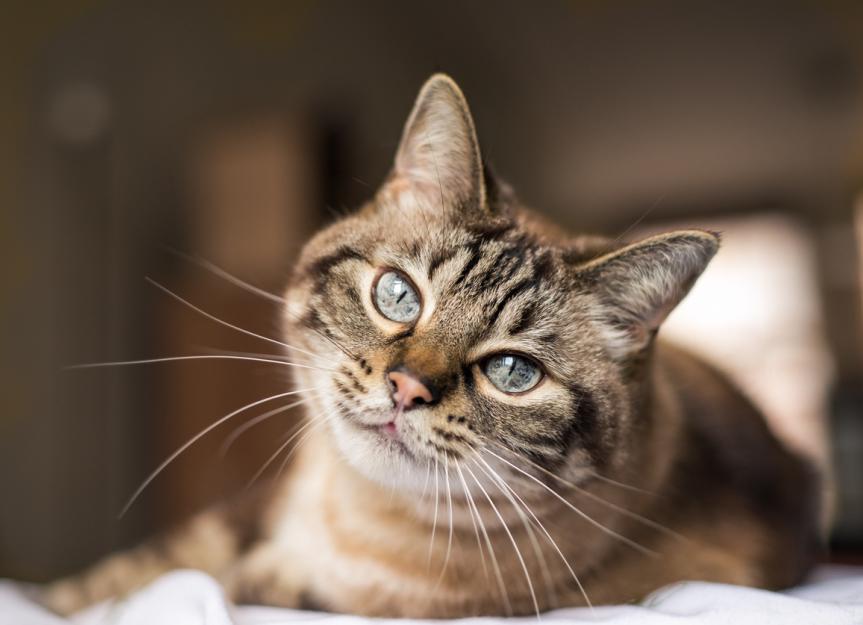 Conjunctivitis in Cats (Cat Pink Eye) | PetMD