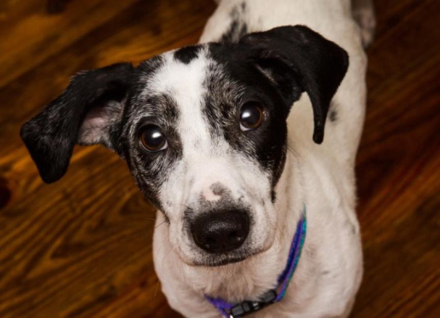 Colitis in Dogs | PetMD