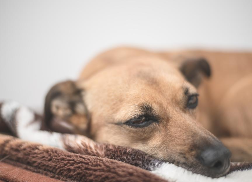 Flatworm Parasite (Heterobilharzia) in Dogs | PetMD