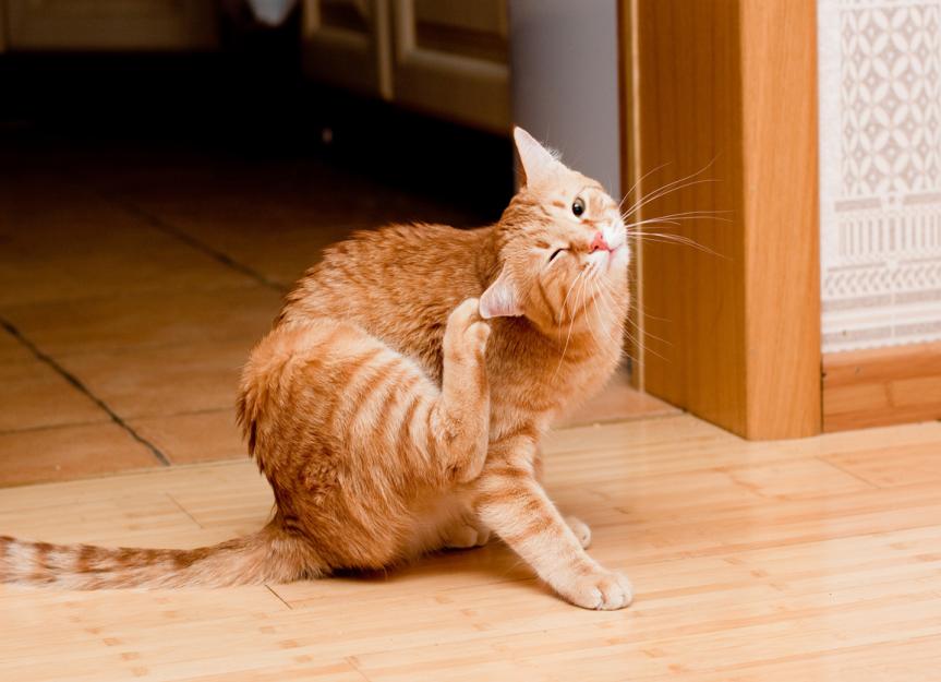 Fur Mites in Cats | PetMD