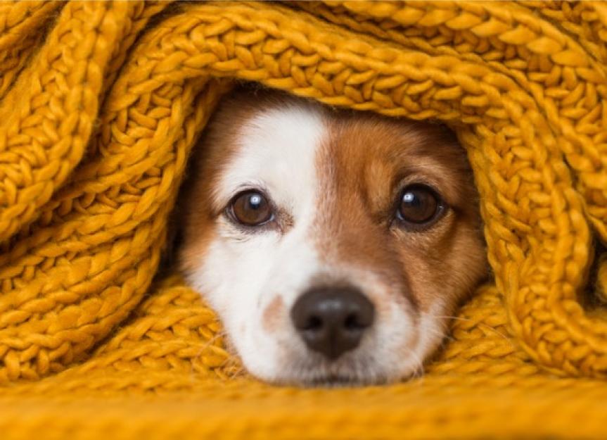 Dog Hypothermia: Causes, Treatments, Prevention, and FAQs | PetMD