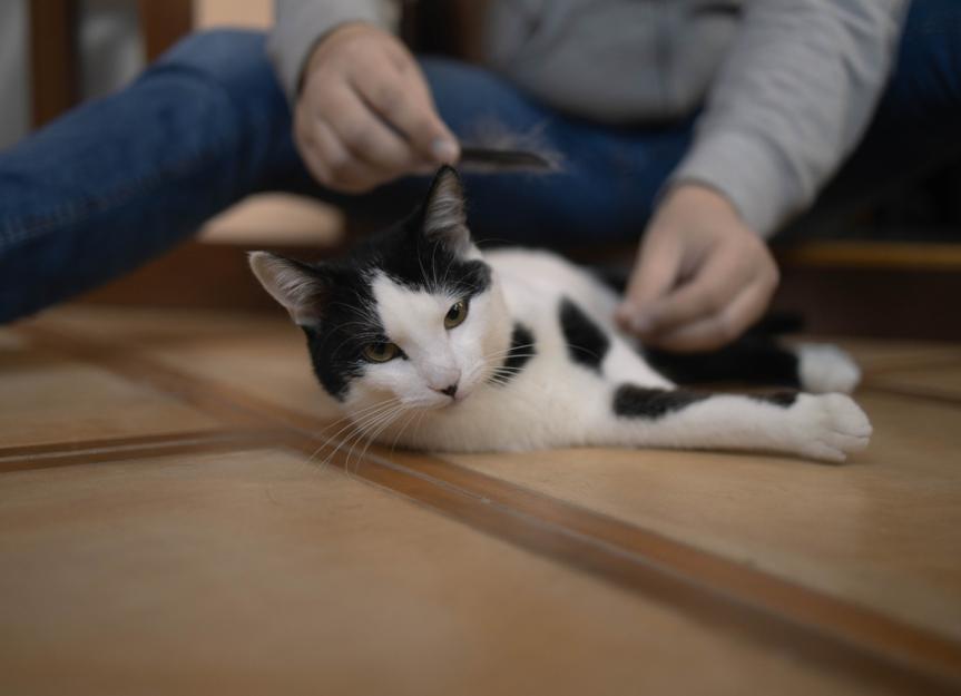 Walking Dandruff in Cats | PetMD