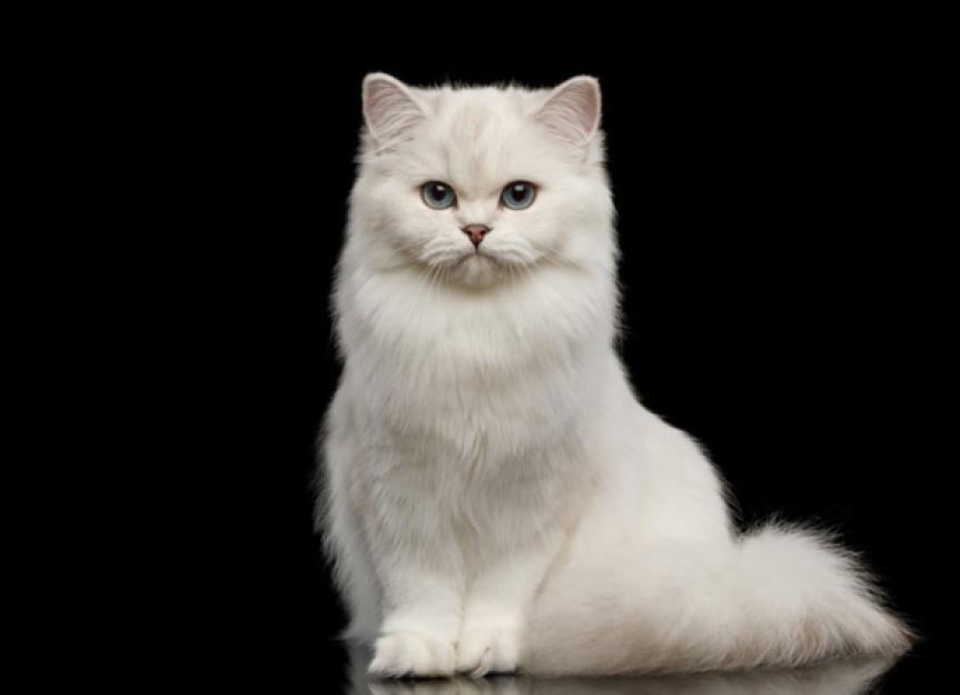 high-blood-pressure-in-cats-symptoms-causes-and-treatment-petmd